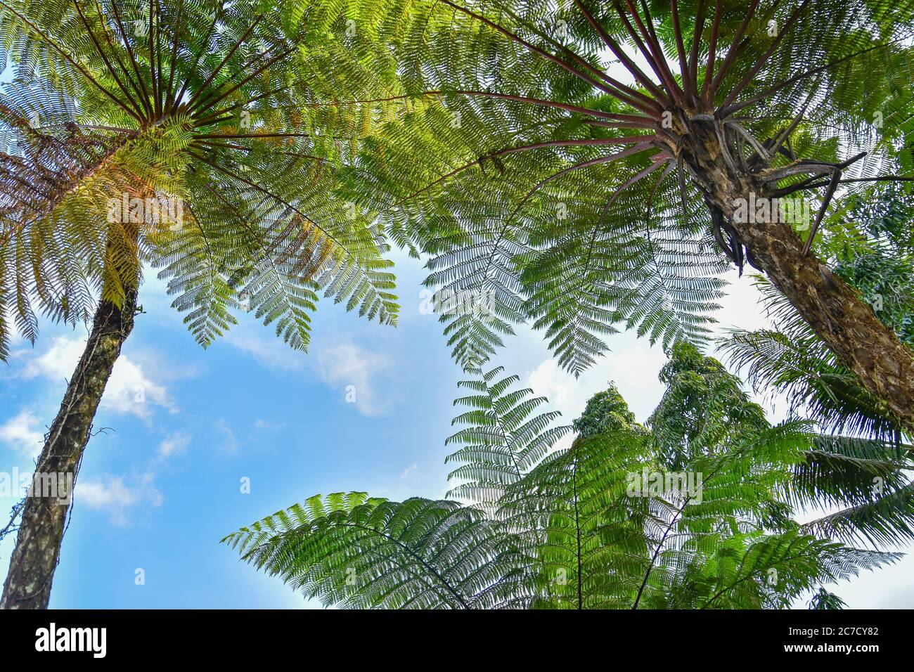 Many giant fern trees in a tropical rain forest with a background of ...