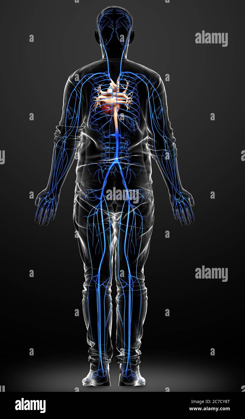 3d rendered medically accurate illustration of a male Veins anatomy ...