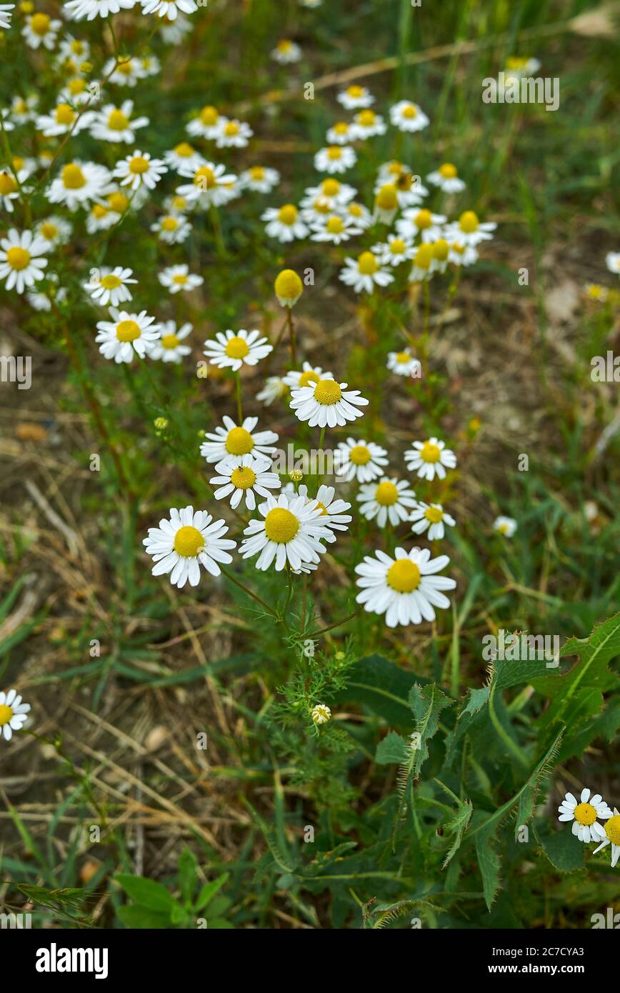 Matricaria recutita white flower yellow hi-res stock photography and ...