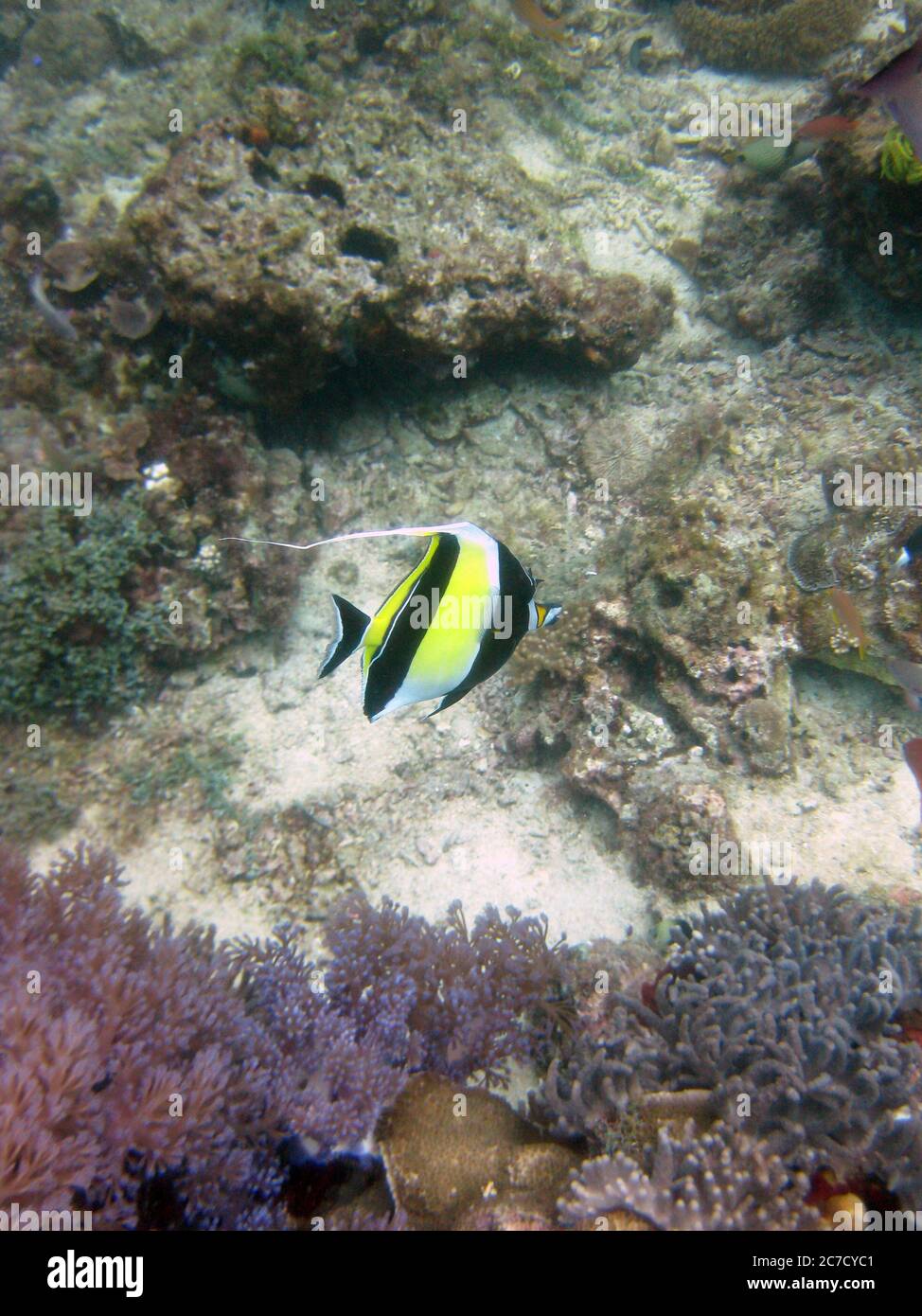 Vertical closeup shot of a black and yellow fish near coral reefs Stock ...