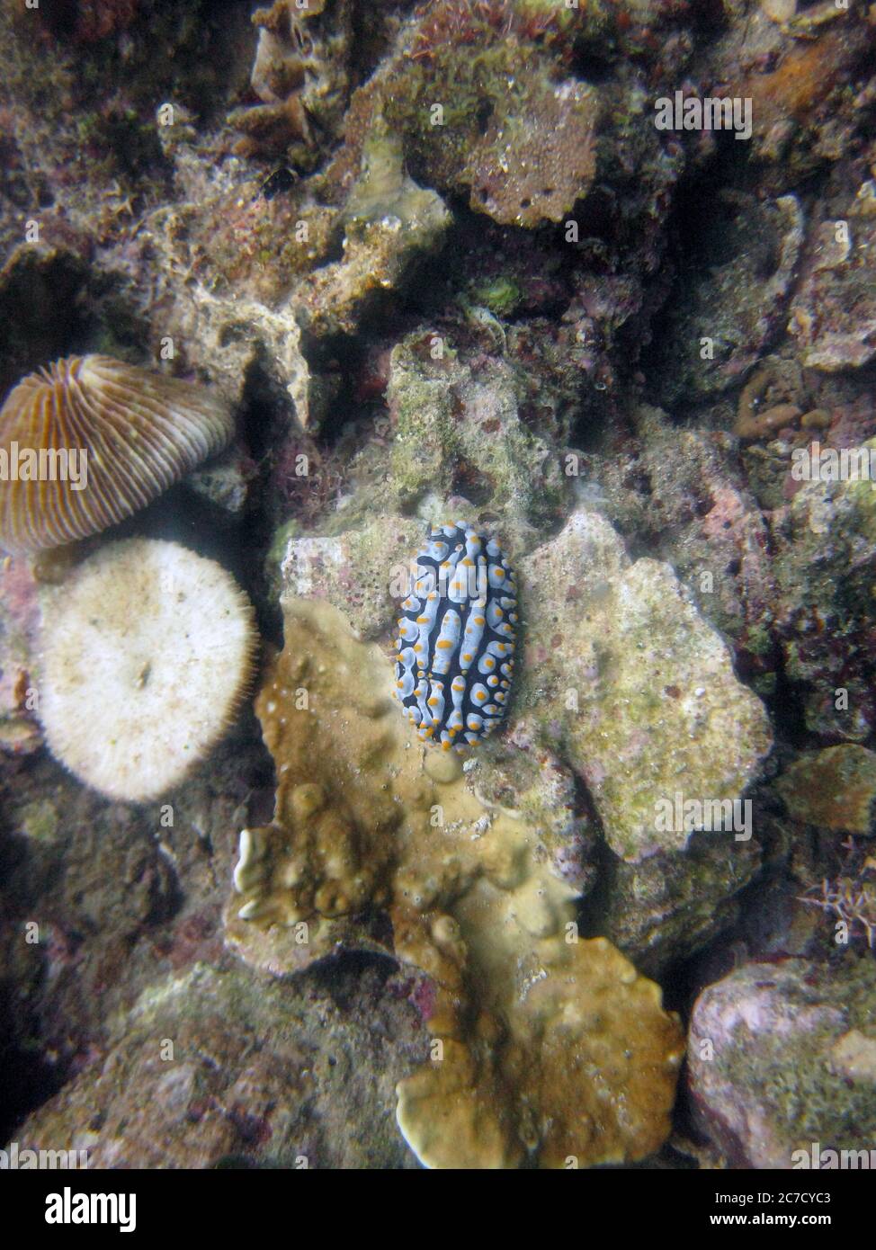 Vertical underwater shot of a strange blue marine animal resting on a ...