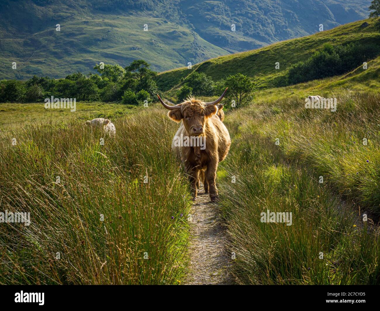 Highland cattle standing on a path and enjoying the spring sunshine in ...