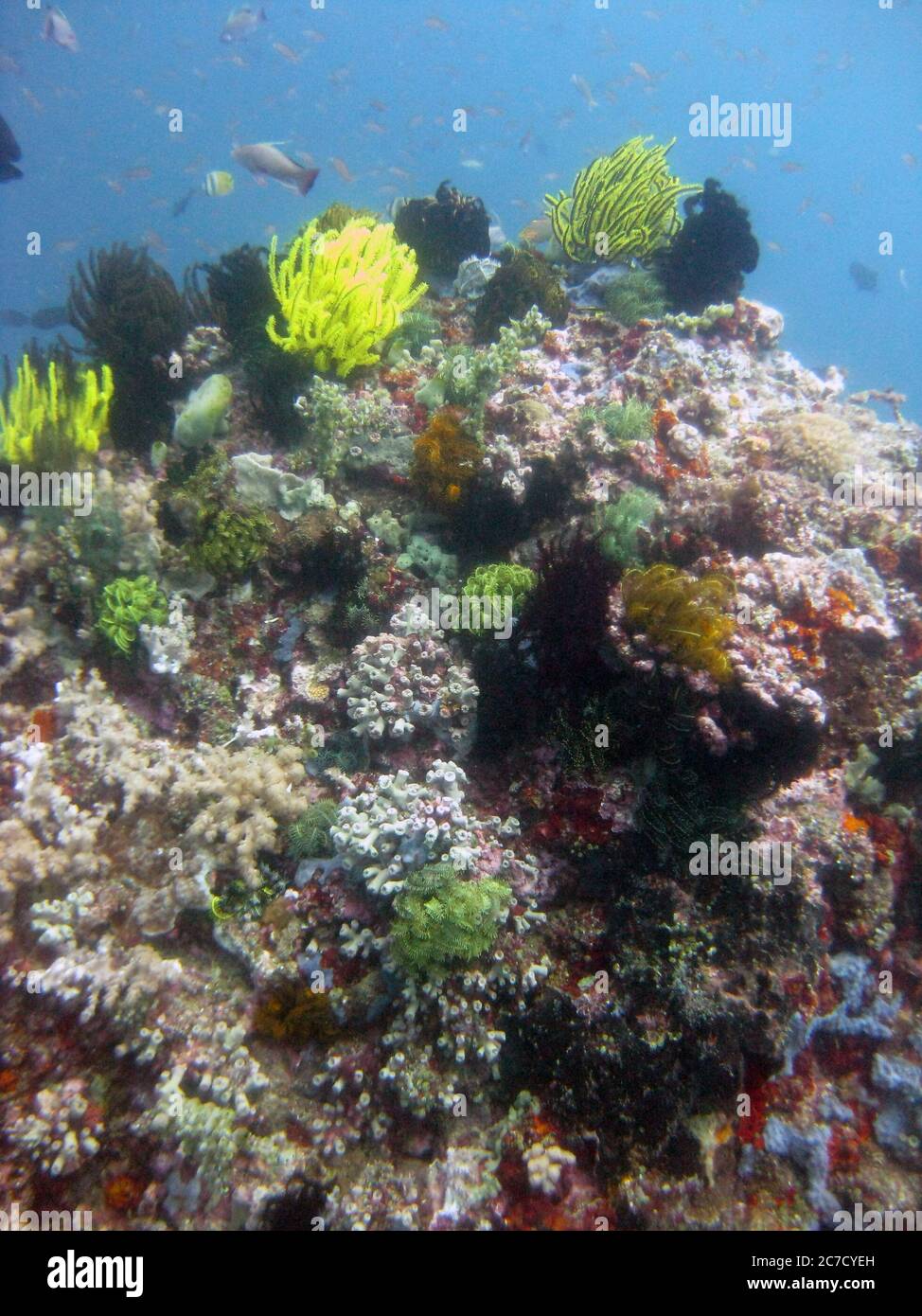 Vertical shot of colorful coral reefs underwater Stock Photo - Alamy