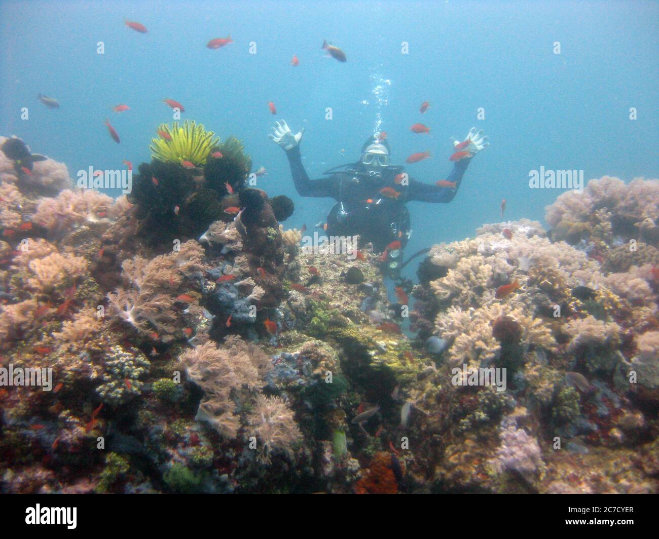 Wide shot of a scuba diver wearing diving suit and equipment swimming ...