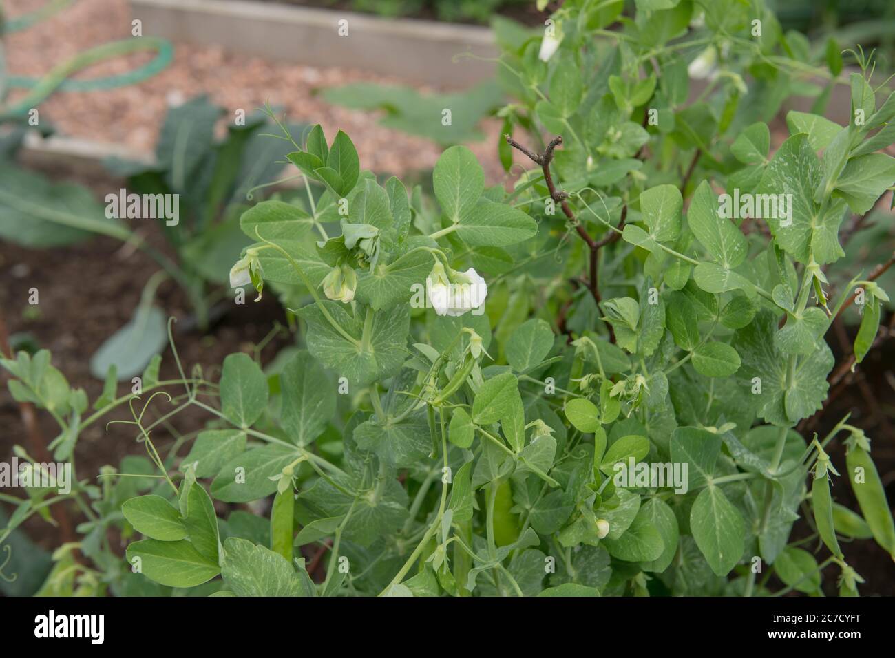 White Flowers and Pods of Home Grown Organic Snow Pea or Mangetout ...