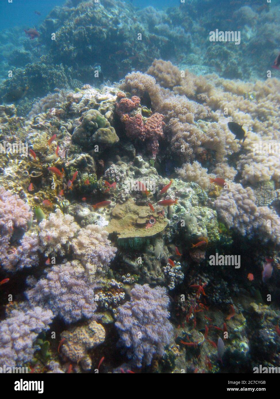 Vertical shot of colorful coral reefs underwater Stock Photo - Alamy