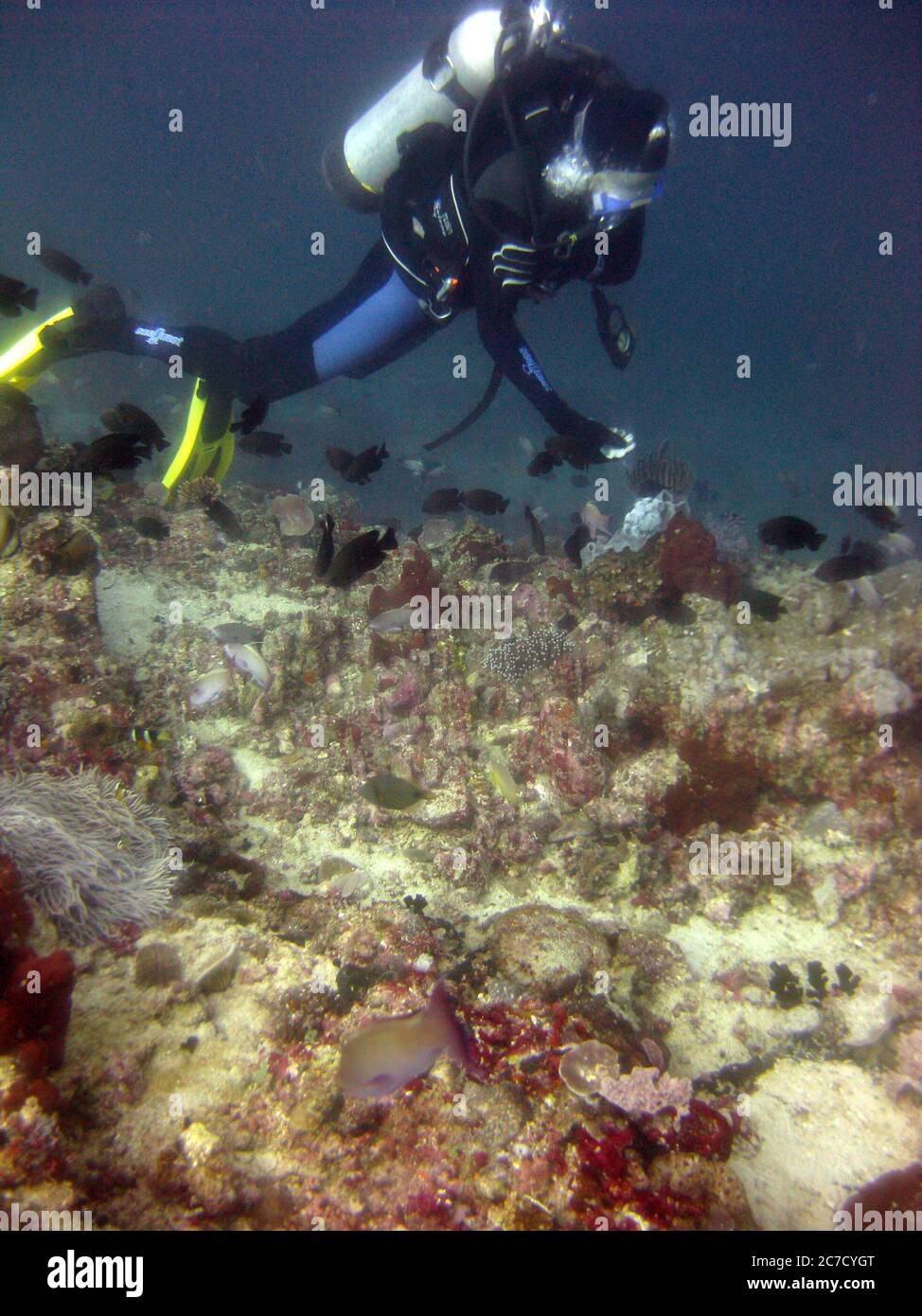 Vertical shot of a scuba diver wearing diving suit and equipment ...
