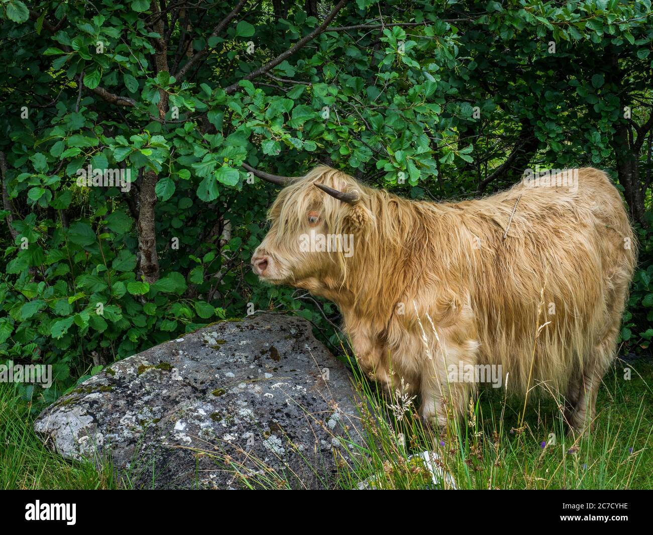 Highland cow standing hi-res stock photography and images - Alamy