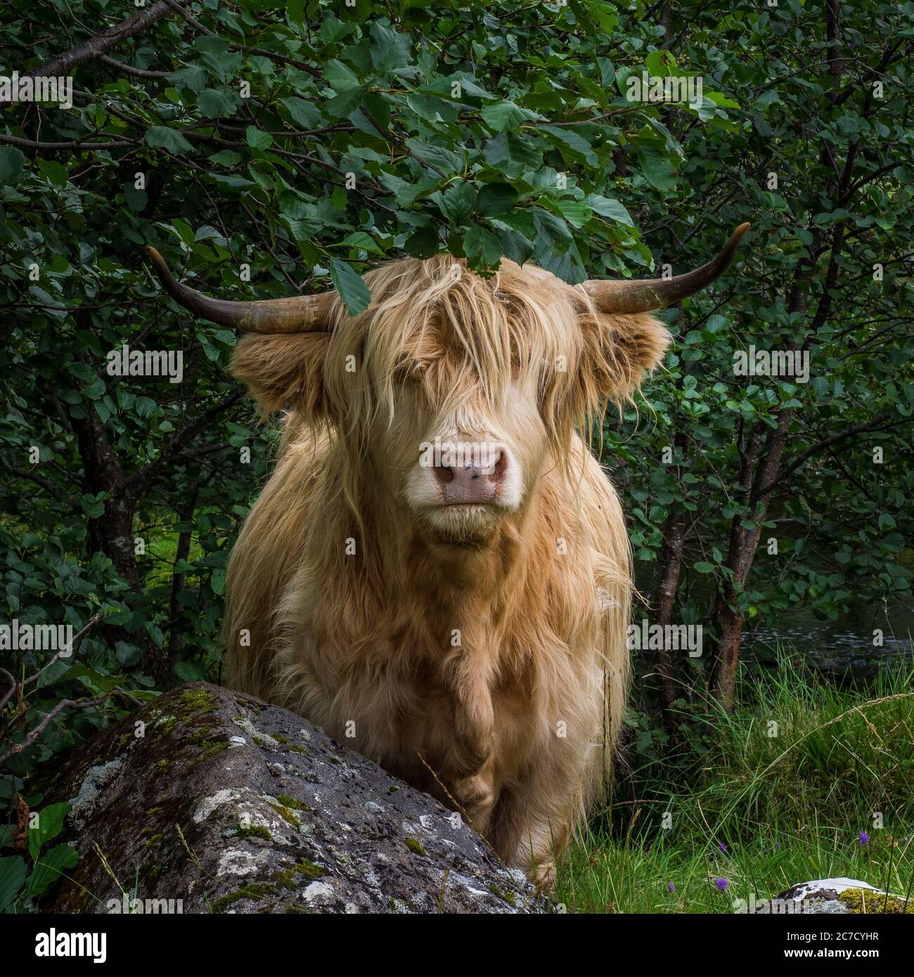 Highland cow standing hi-res stock photography and images - Alamy