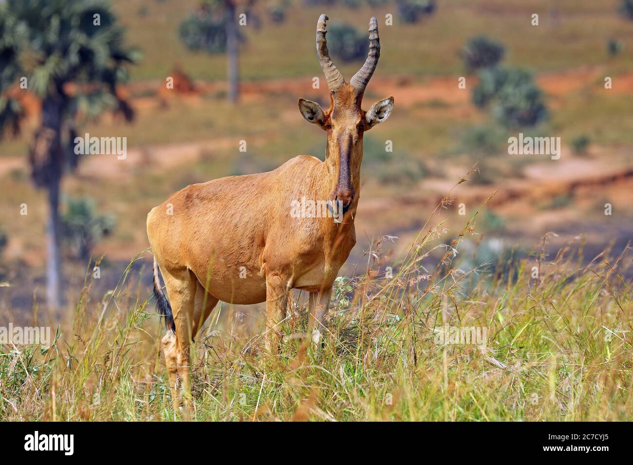 Jackson's hartebeest, Murchison Falls National Park Ugan Stock Photo ...