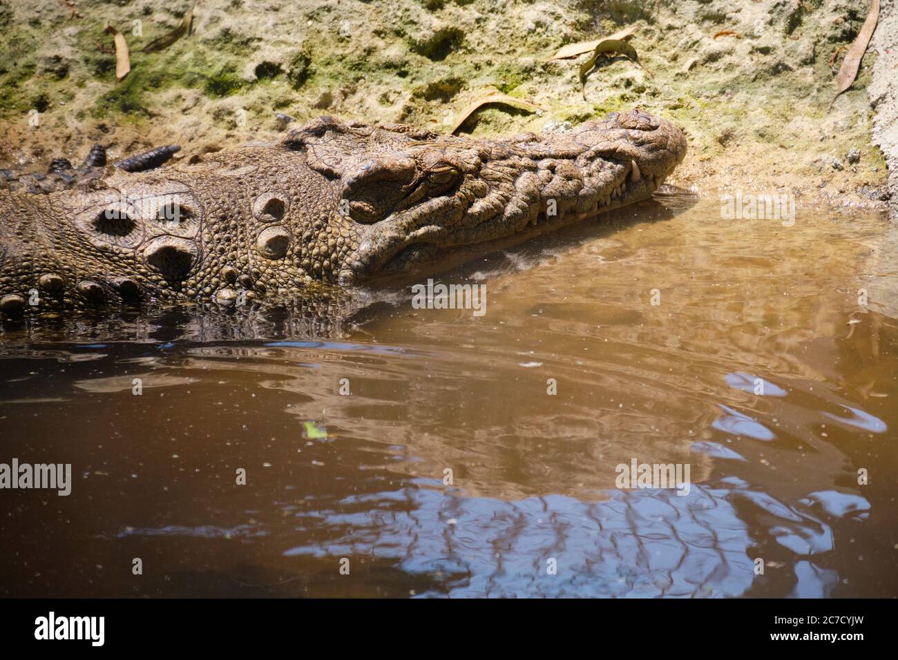 Crocodile swimming in shallow water hi-res stock photography and images ...