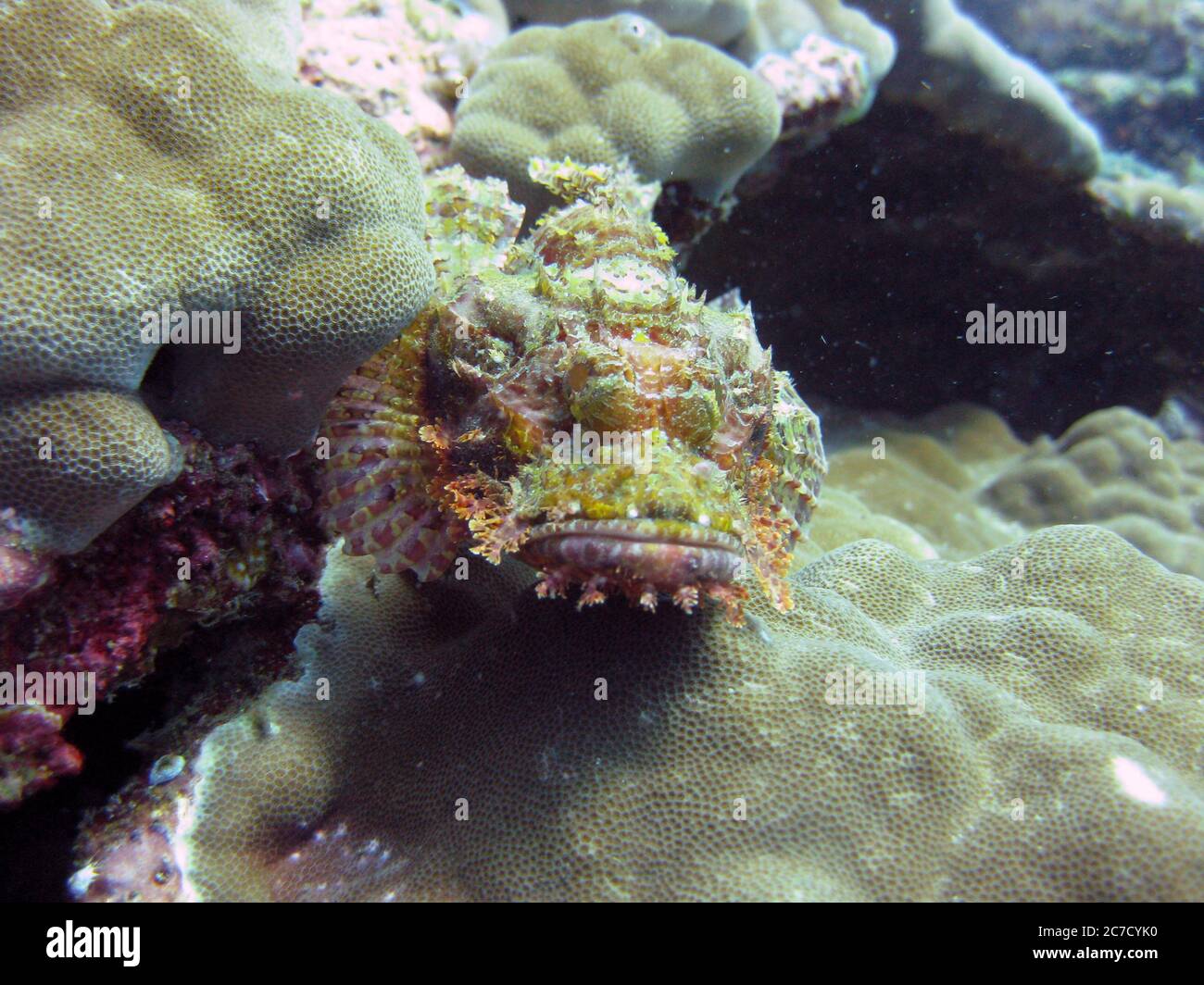 Closeup underwater shot of a spiky yellowish-red fish hiding in the ...