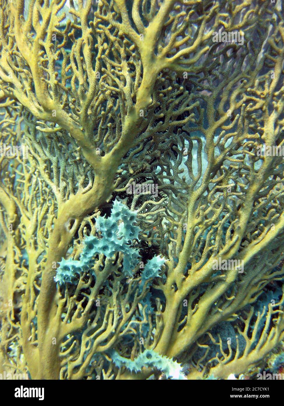 Closeup shot coral reefs fishes hi-res stock photography and images - Alamy