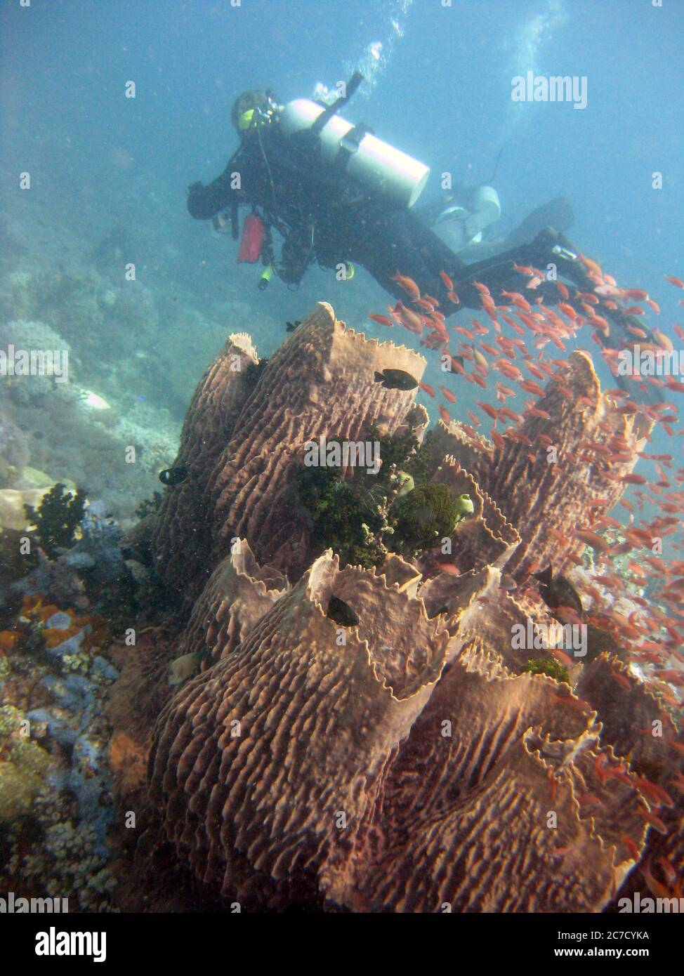 Vertical shot of a scuba diver wearing diving suit and equipment ...