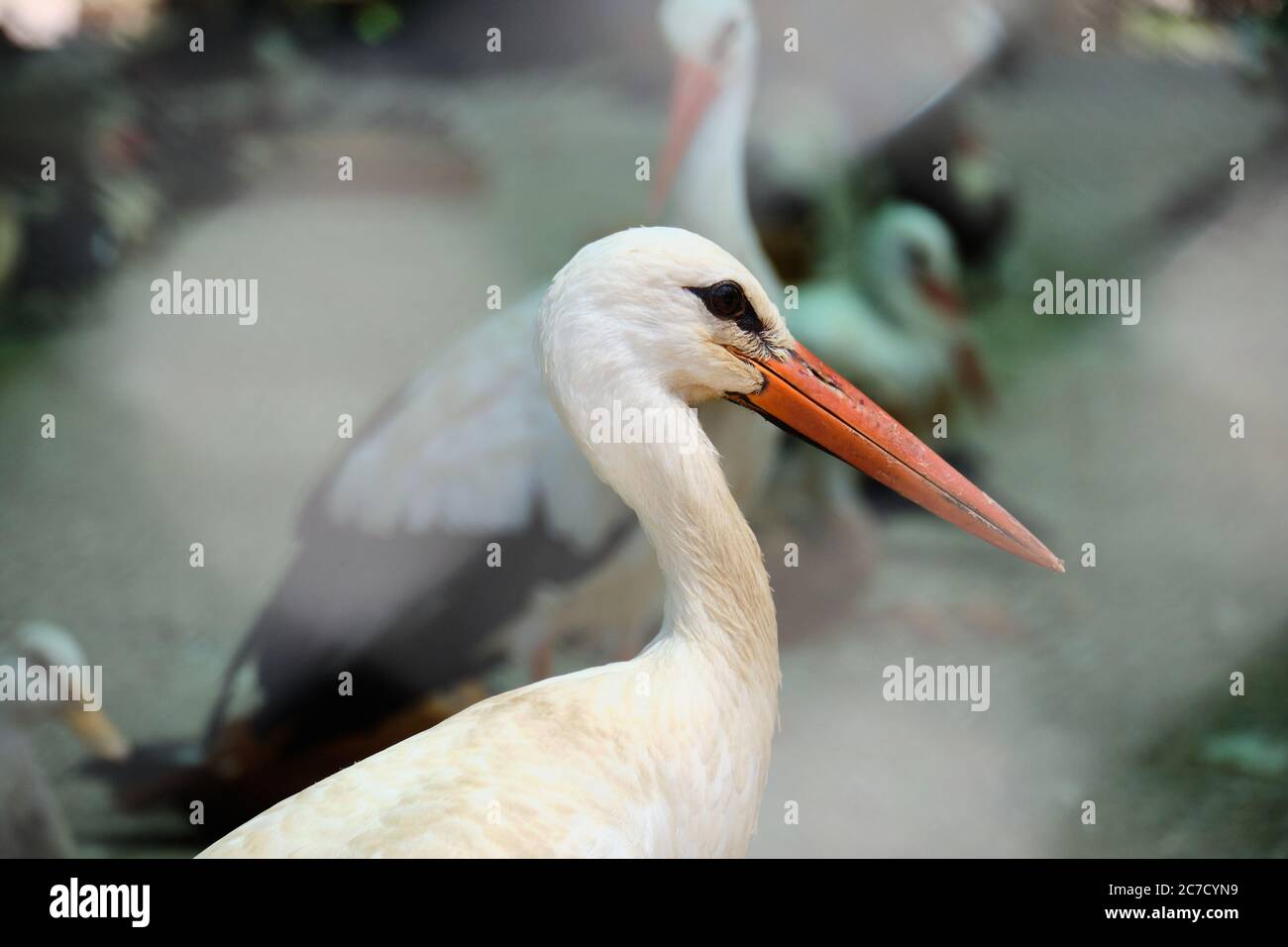 Close up milky stork bird hi-res stock photography and images - Alamy