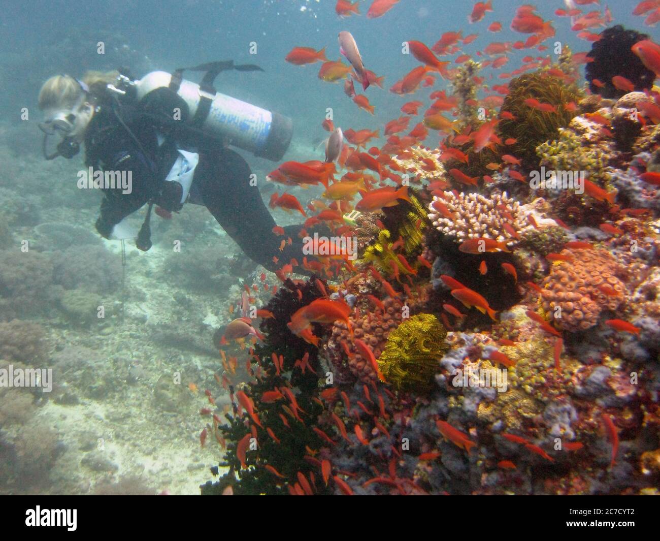 scuba diver wearing diving suit and equipment swimming near a school of ...