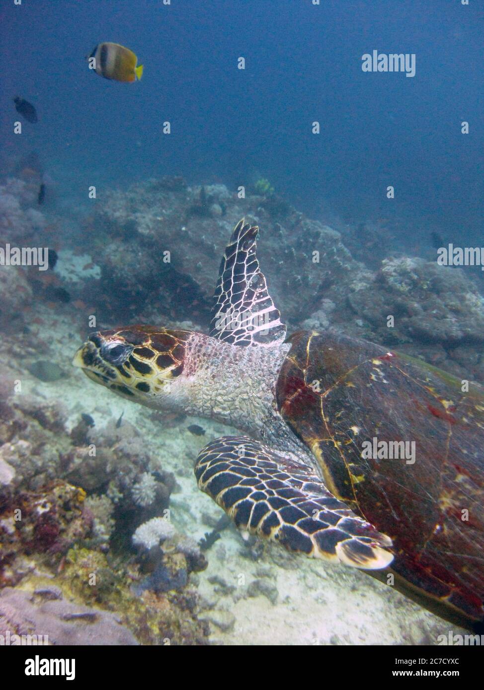 Vertical selective closeup shot of a giant sea turtle near coral reefs ...