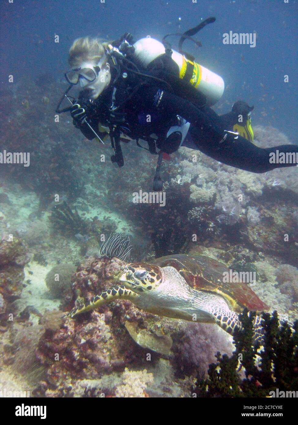 scuba diver wearing diving suit, fins and equipment swimming near sea ...
