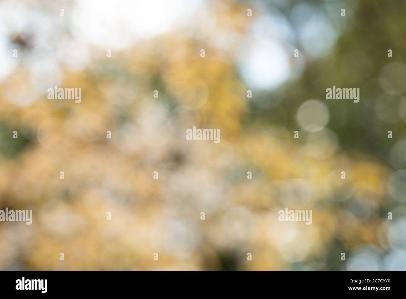 Green bokeh out of focus background from nature forest Stock Photo - Alamy