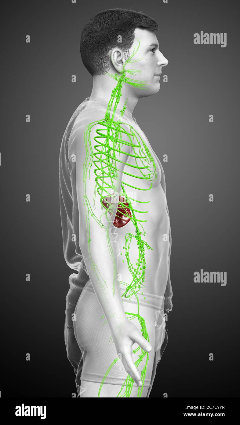 3d rendered medically accurate illustration of a male lymphatic system ...