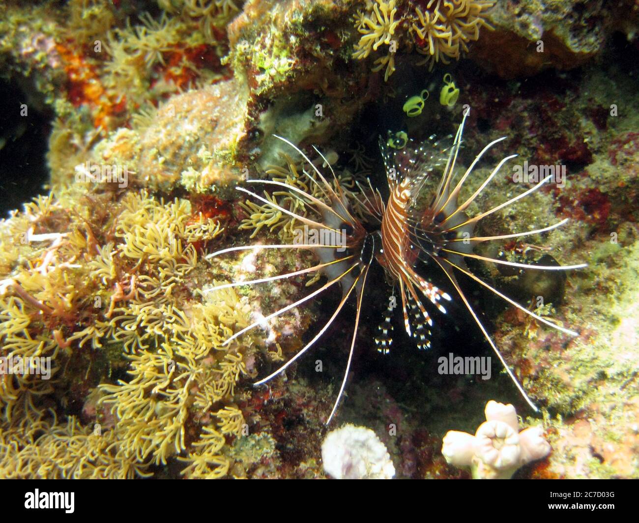 Venomous spiky hi-res stock photography and images - Alamy