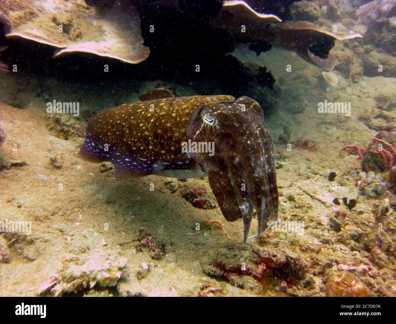 Dlearyous hi-res stock photography and images - Alamy