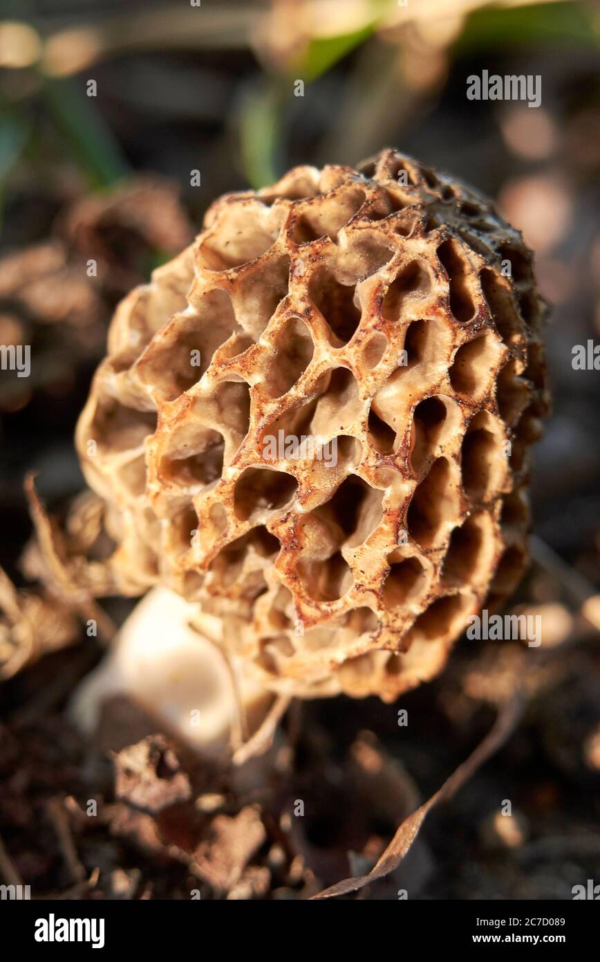 Morchella esculenta mushroom close up Stock Photo - Alamy