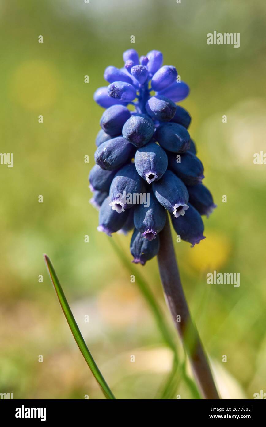 Starch flower hi-res stock photography and images - Alamy