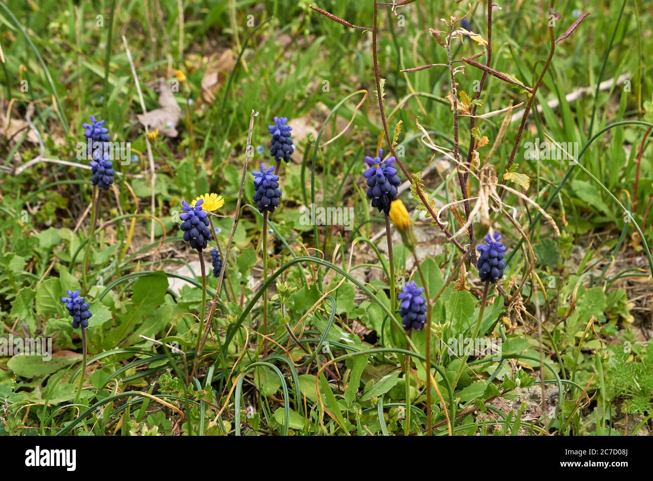 Blue starch grape hi-res stock photography and images - Alamy