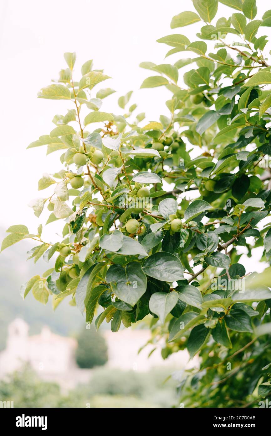 Green persimmon fruit on the branches of the tree Stock Photo - Alamy