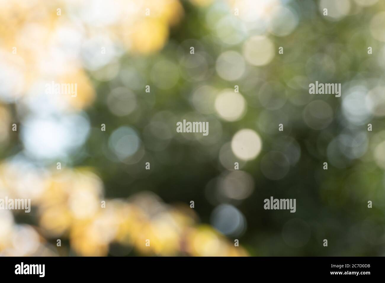 Green bokeh out of focus background from nature forest Stock Photo - Alamy