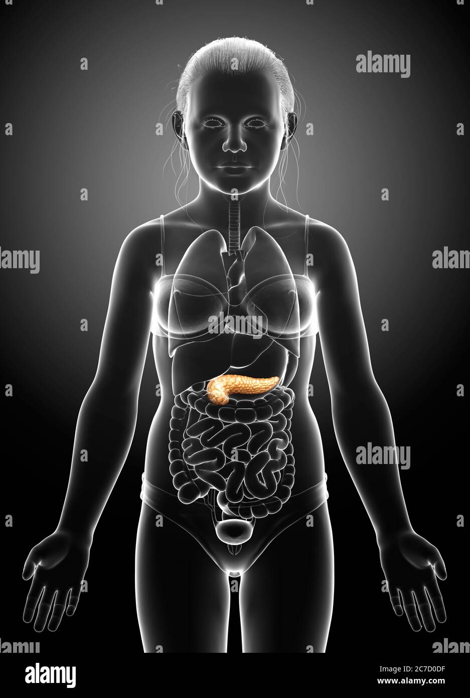 3d rendered, medically accurate illustration of a young girl pancreas ...