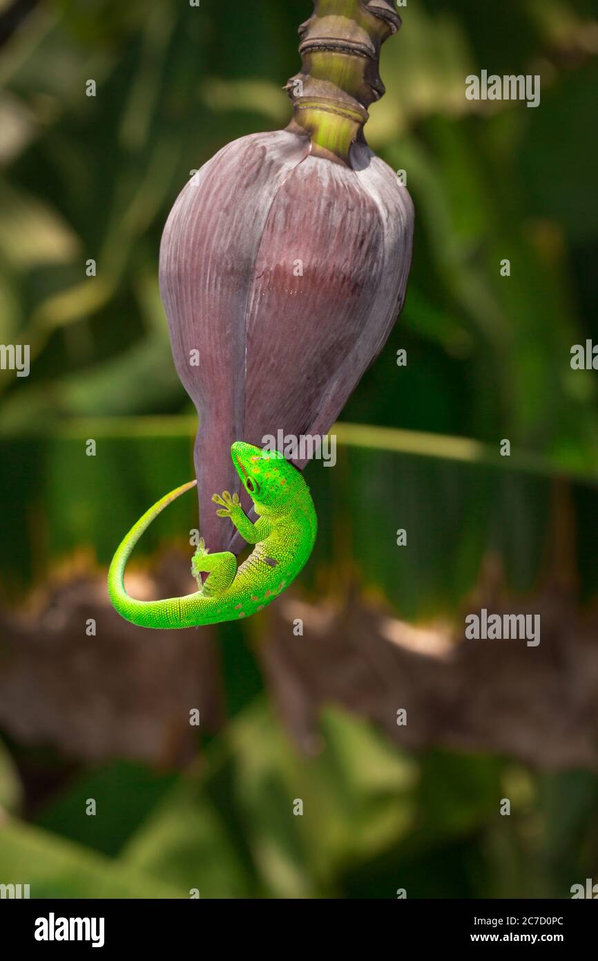 Giant day gecko (Phelsuma grandis) licking a banana tree flower, Nosy ...
