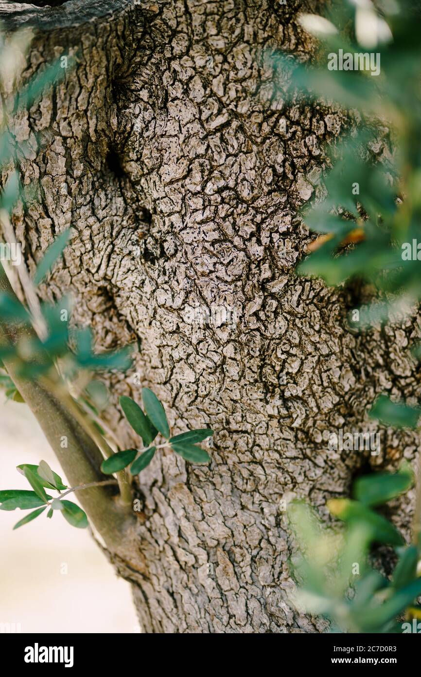 A close-up of the olive tree trunk texture Stock Photo - Alamy