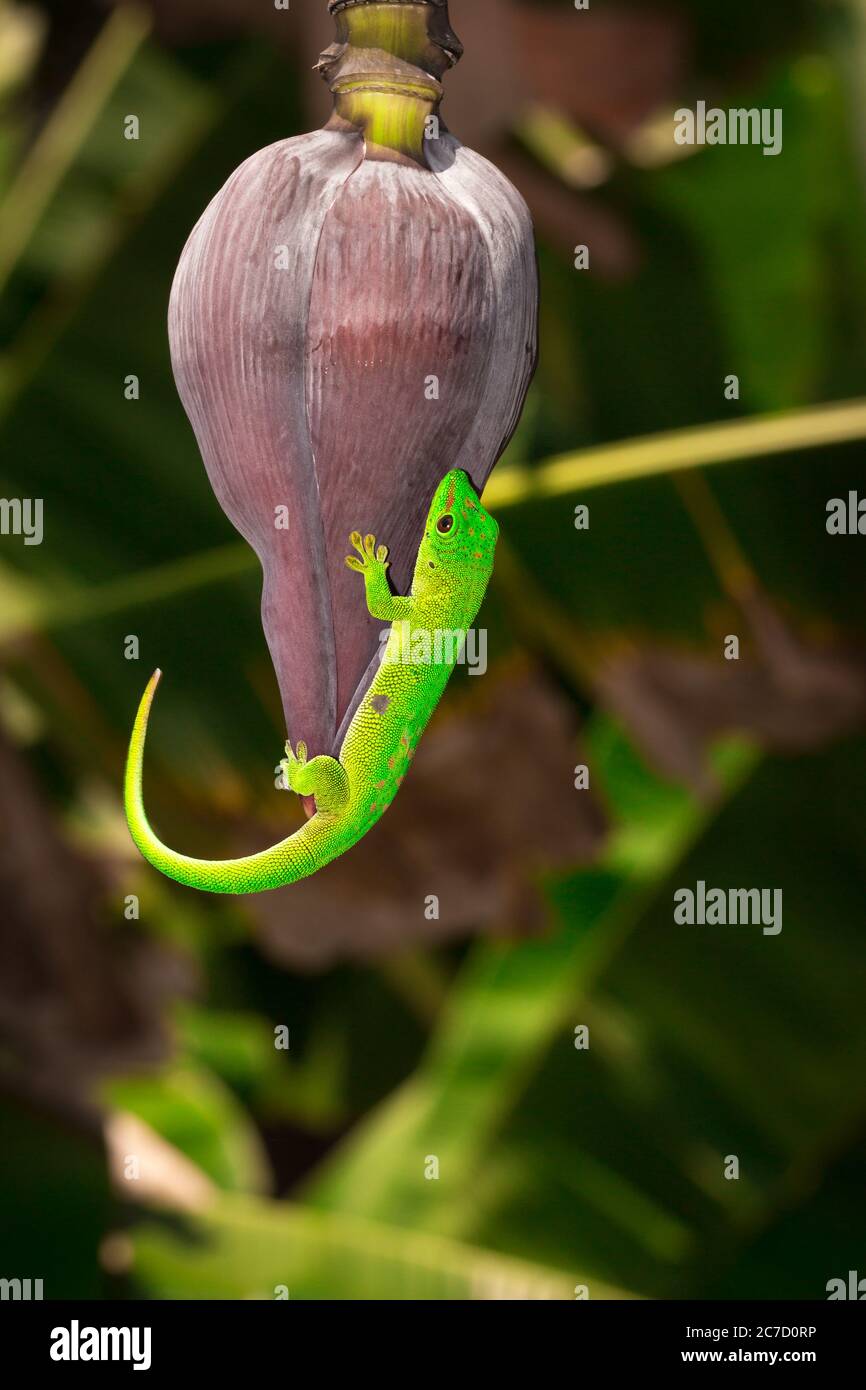 Giant day gecko (Phelsuma grandis) licking a banana tree flower, Nosy ...