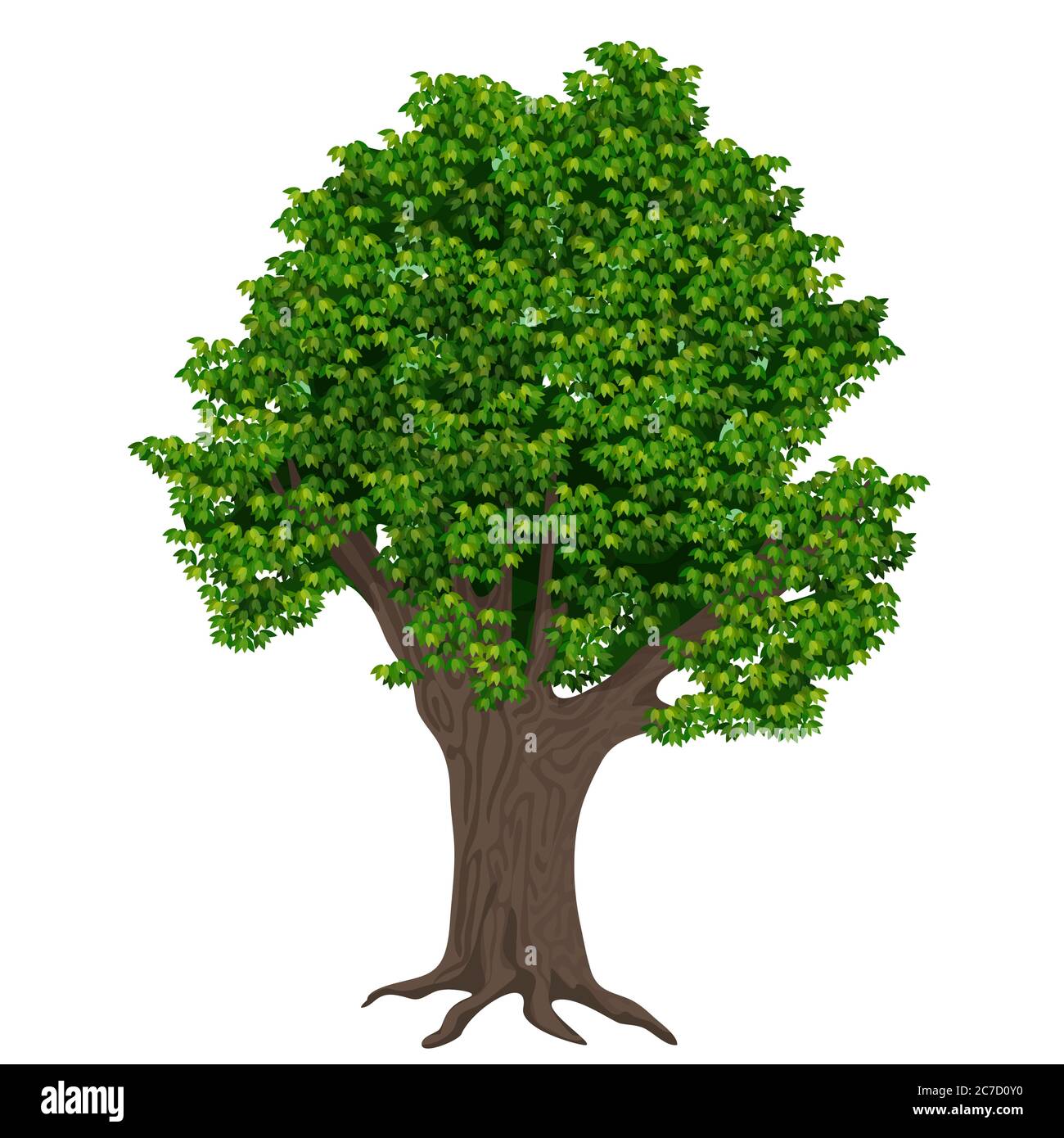 Realistic high detailed vector tree isolated on white Stock Vector ...