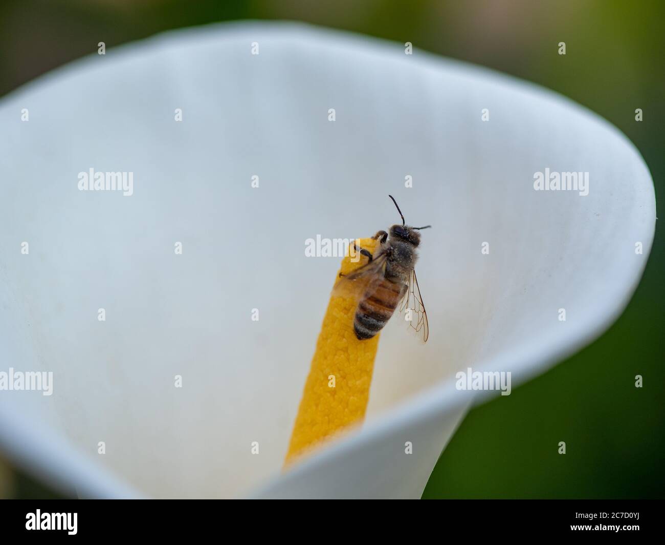 A calla lily in nature being pollinated by honey bee, close-up and side ...