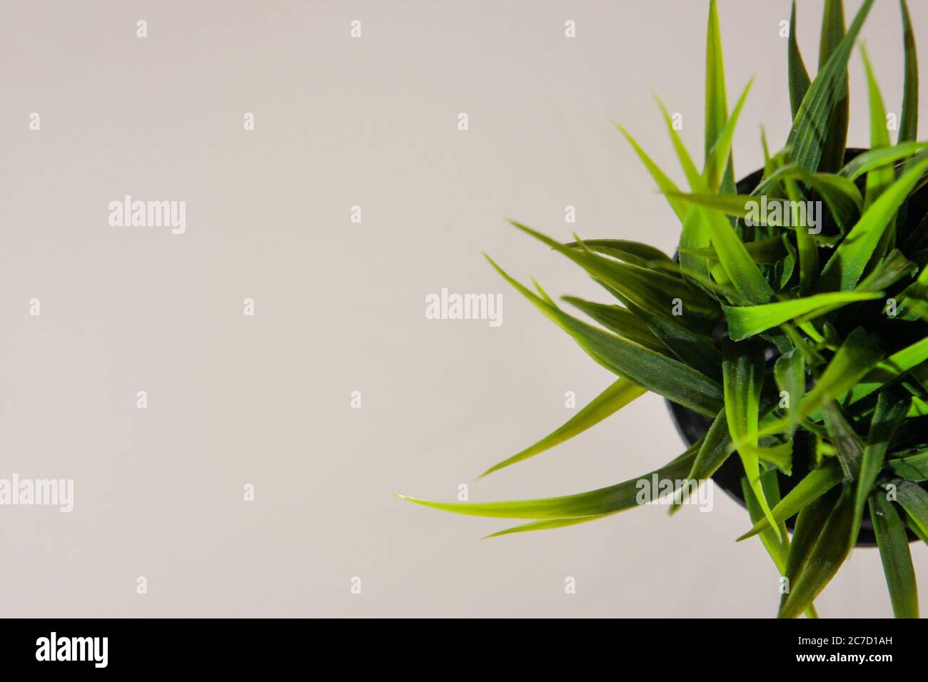 Light office desk table with green grass. Top view with copy space ...