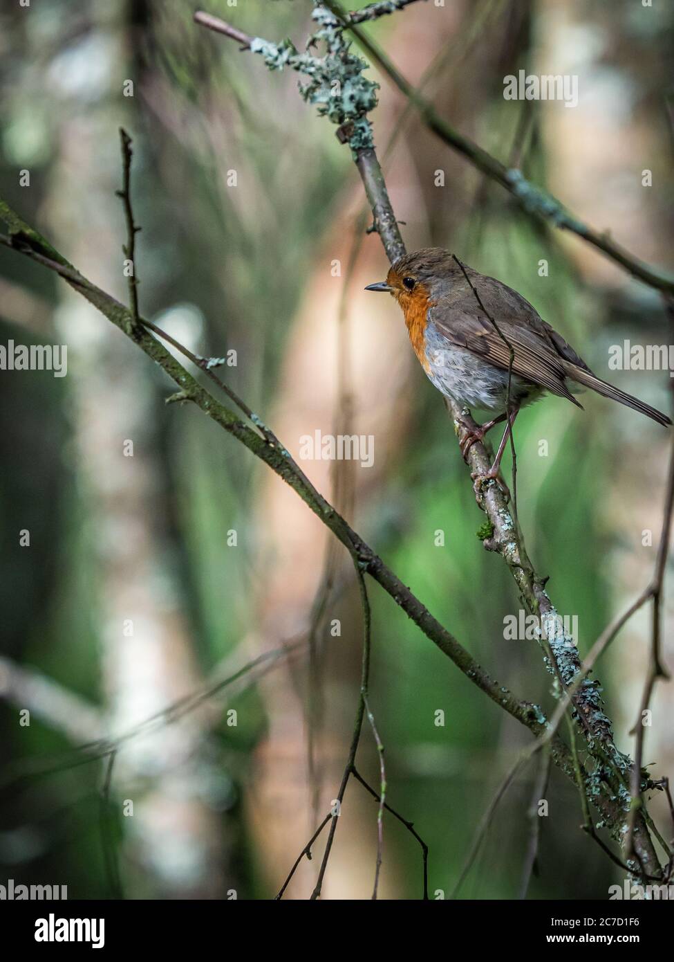 Garden redbreast hi-res stock photography and images - Alamy