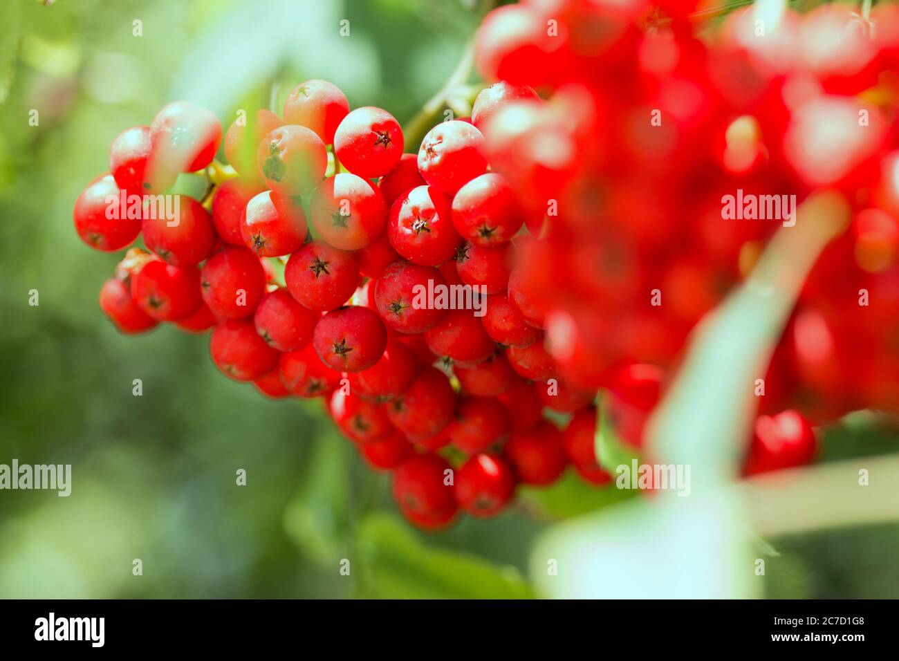Wild Red Berries Growing On A Tree With Green Leaves On A Hot Sunny Day ...
