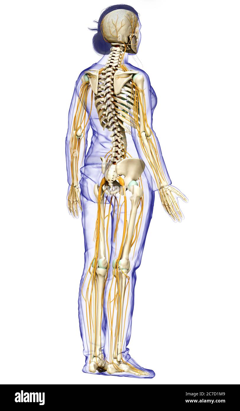 3d rendered medically accurate illustration ofa female nervous system ...