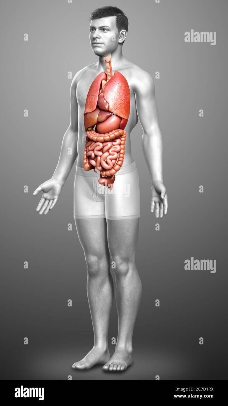 3d rendered medically accurate illustration of male Internal organs ...