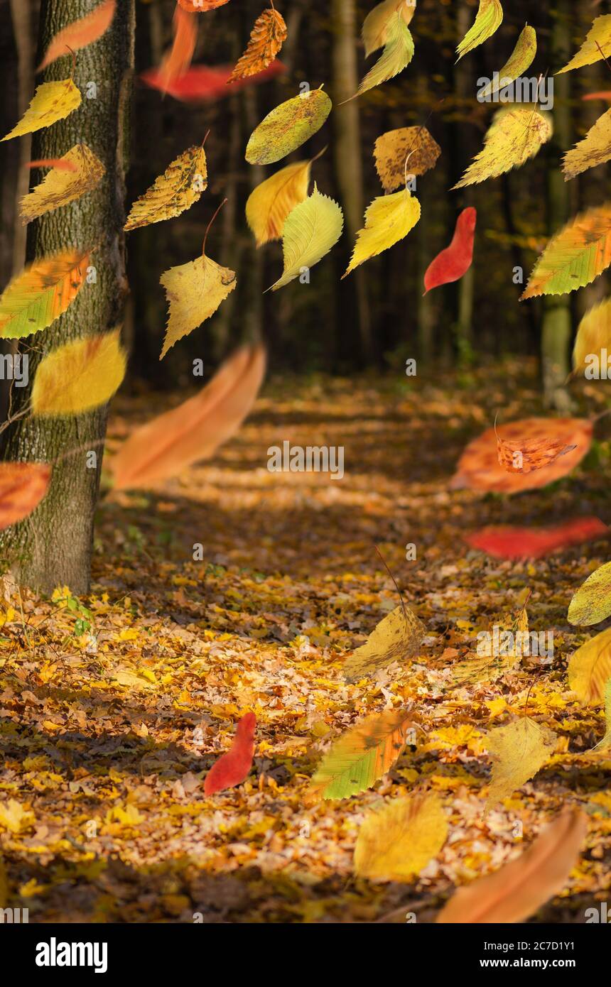 Border frame of autumn leaves falling on landscape background ...