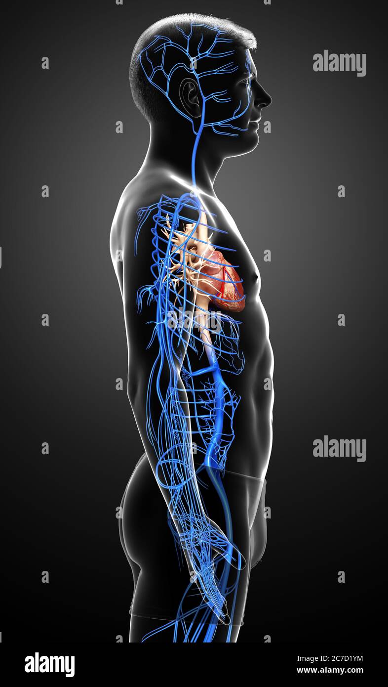 3d rendered medically accurate illustration of a male Veins anatomy ...