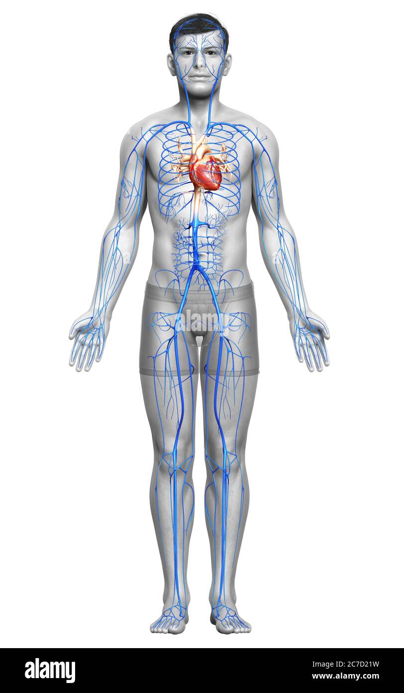 3d rendered medically accurate illustration of a male Veins anatomy ...