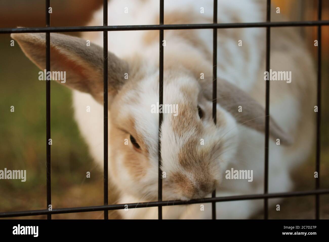 Animal testing rabbit hi-res stock photography and images - Alamy