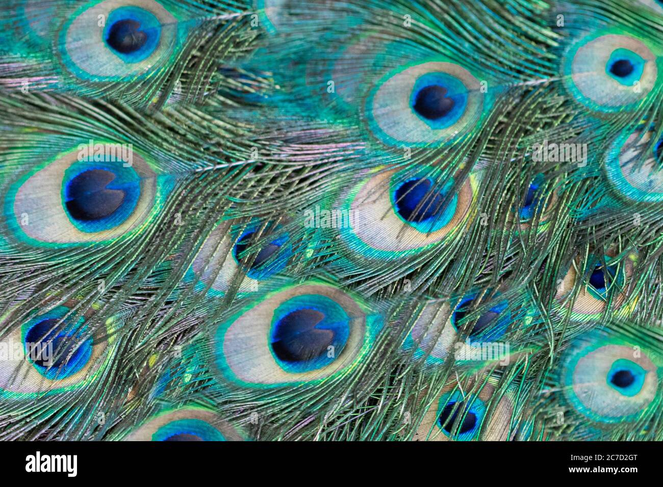 peacock feather pattern texture background. Blue peacock feathers in ...