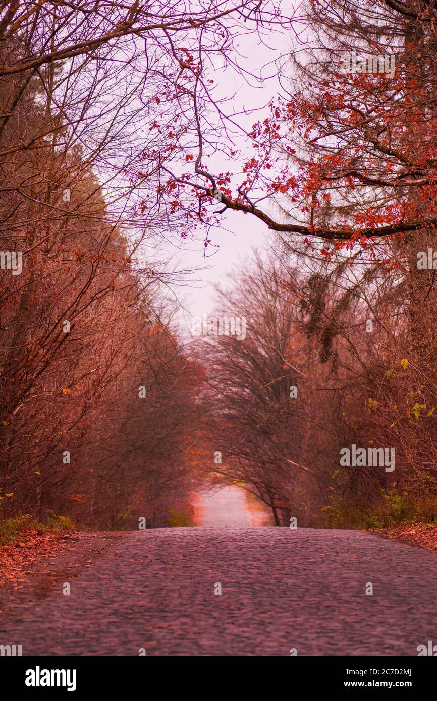 Autumn forest tunnel. Forest tunnel of trees and bushes. Autumn moody ...