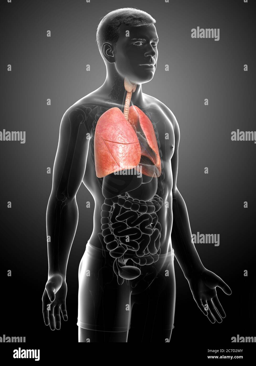 3d rendered, medically accurate illustration of a male lung anatomy ...