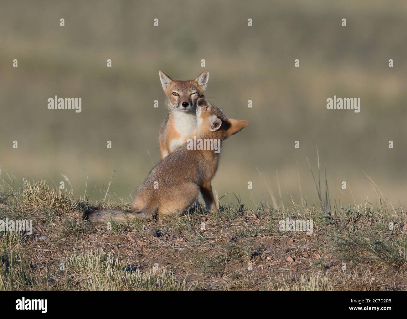A swift fox vixen keeps a watchful eye out while getting a kiss from ...